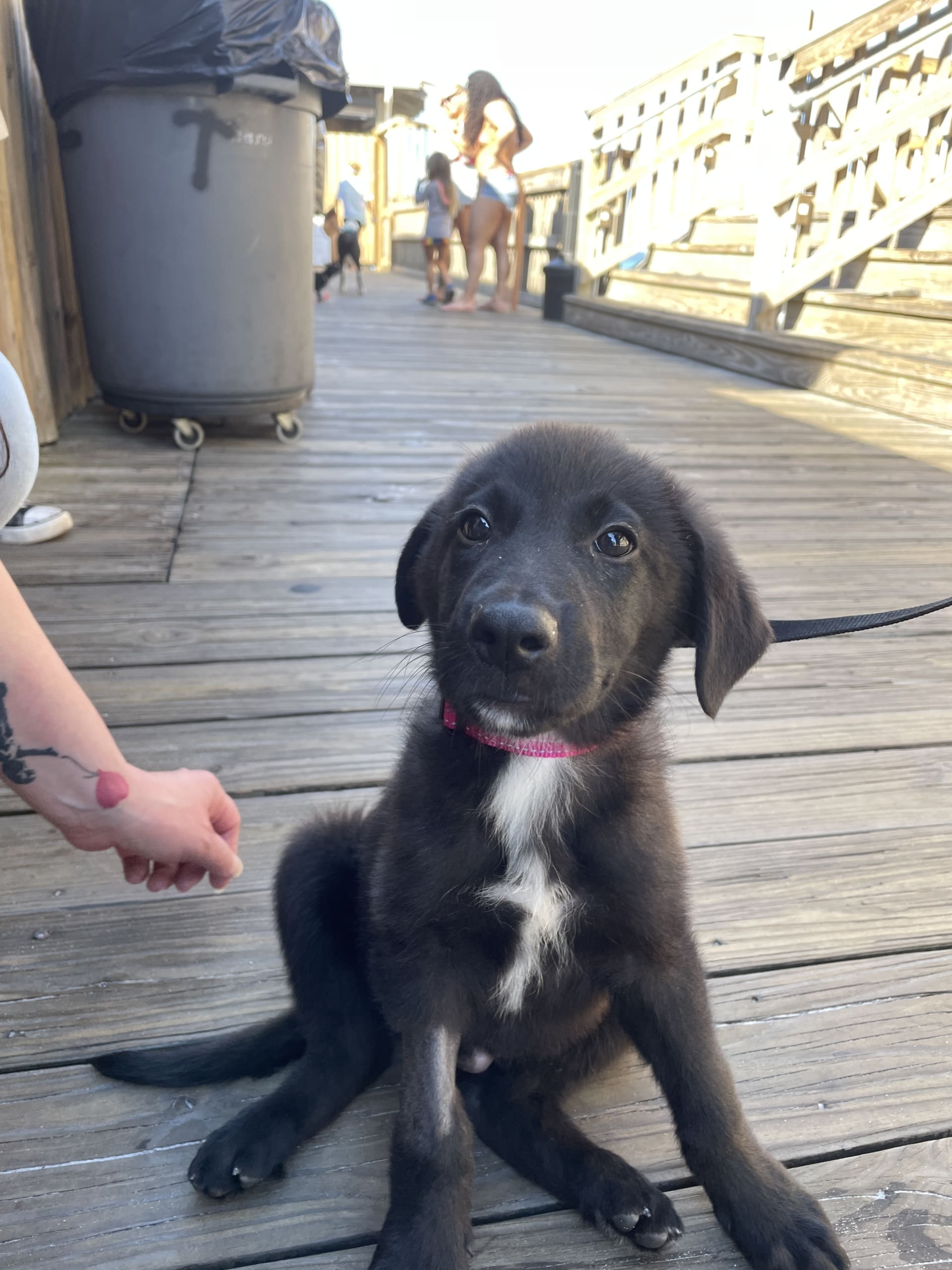 Community Comes Together for a Paws-itive Cause! | Pineapple Willy's